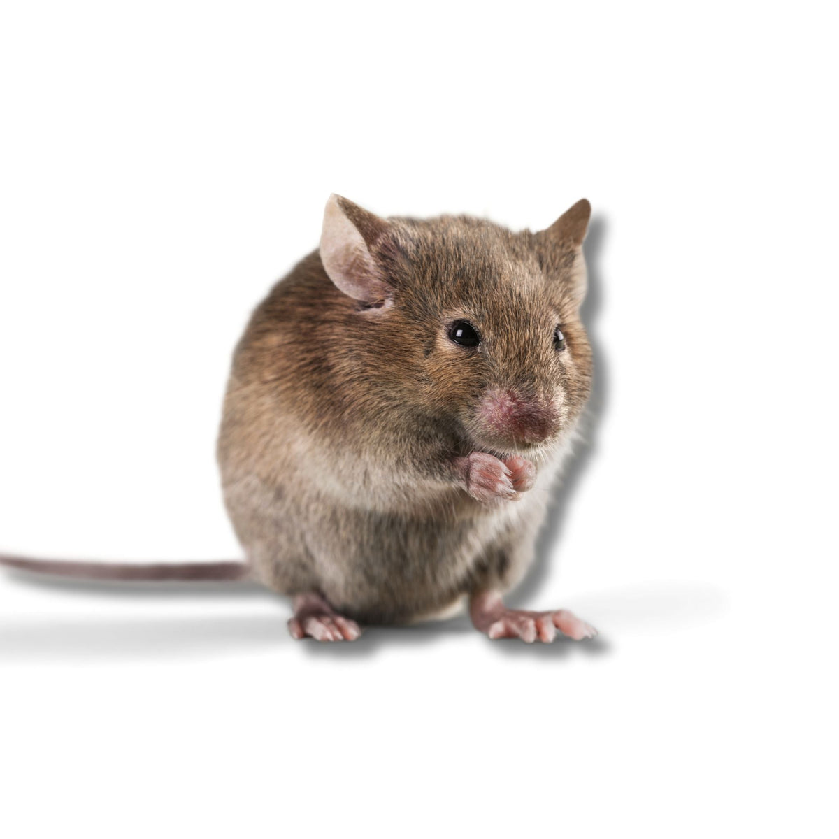 How to Set Up a Mouse Trap: An Easy to Follow Guide – PestBuddy