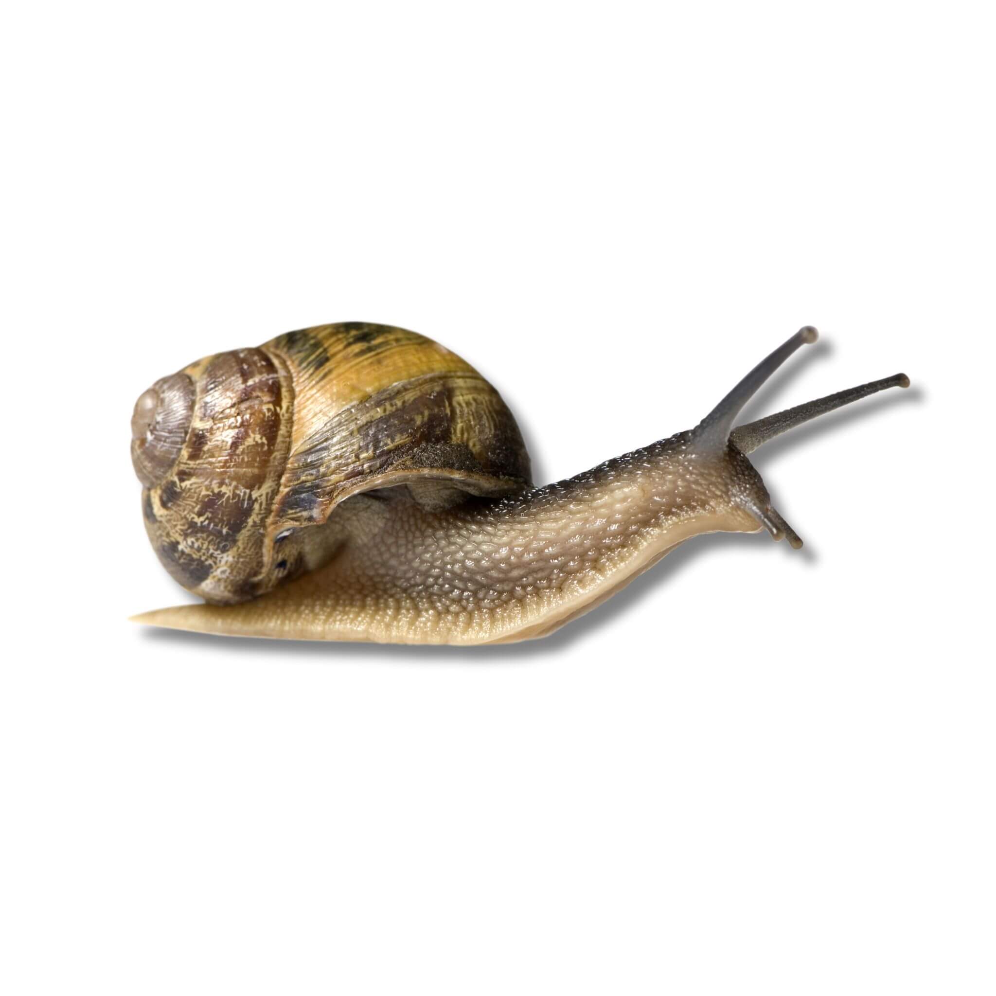 Snail Control Products | Buy Online – PestBuddy