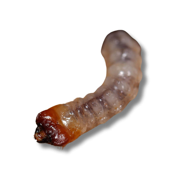 Top 5 DIY Tips for Treating Woodworm in Your Home – PestBuddy