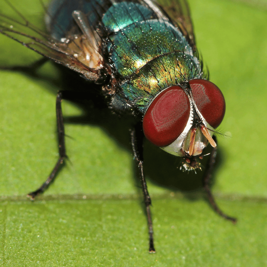 Fly Traps | Buy Online – PestBuddy