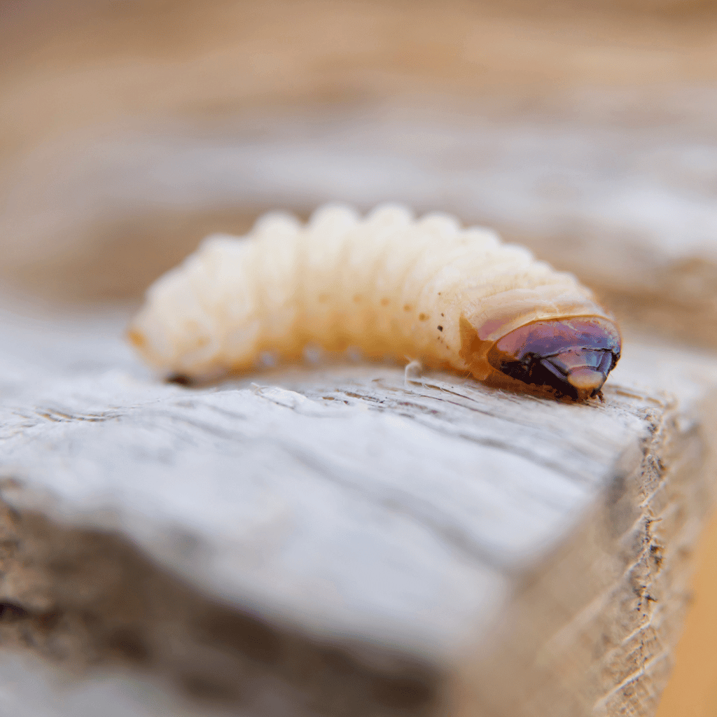 Woodworm Control Products | Buy Online – PestBuddy